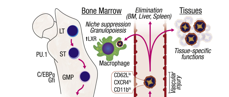 Granulocyte-Colony Stimulating Factor FEBRILE NEUTROPENIA – Kyowa Kirin Hub
